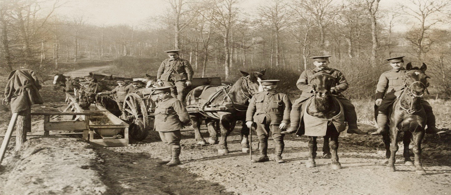 How have the roles of military animals within the British Army changed ...