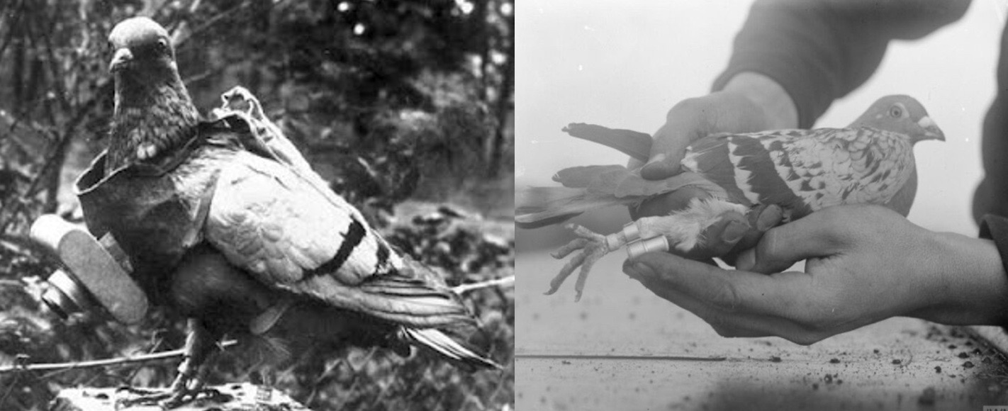 How have the roles of military animals within the British Army changed ...