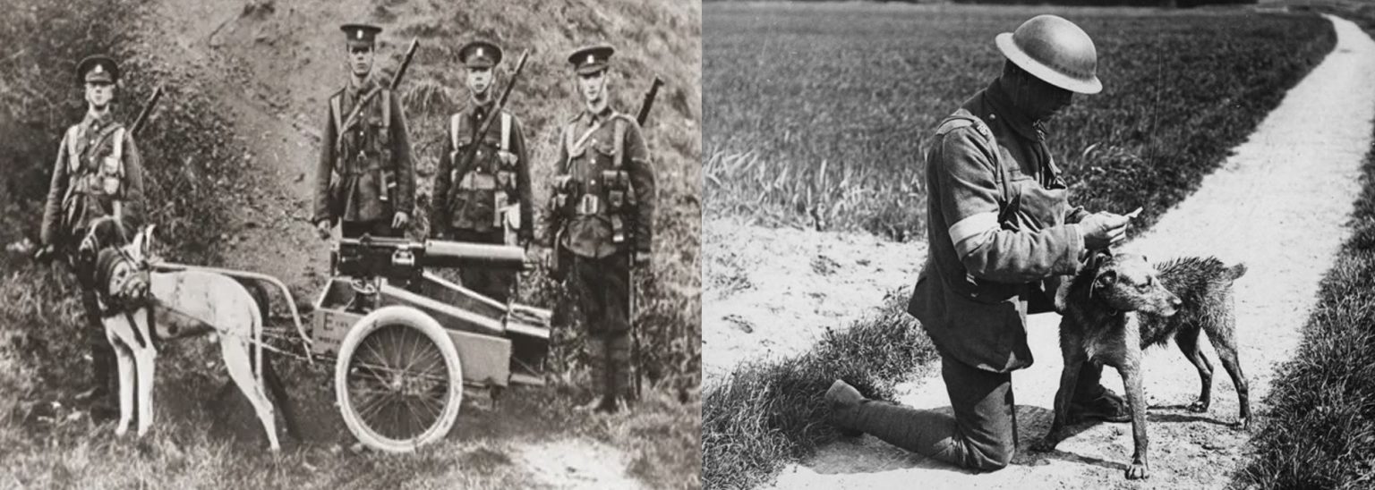 How have the roles of military animals within the British Army changed ...