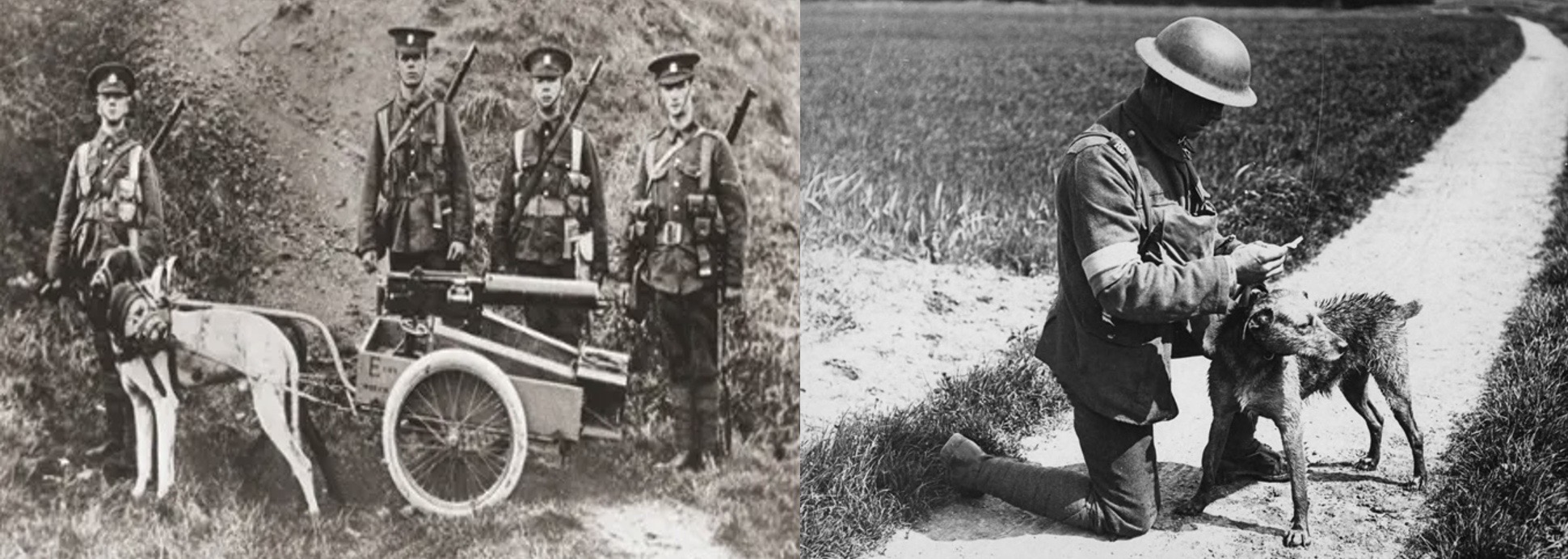 How have the roles of military animals within the British Army changed ...