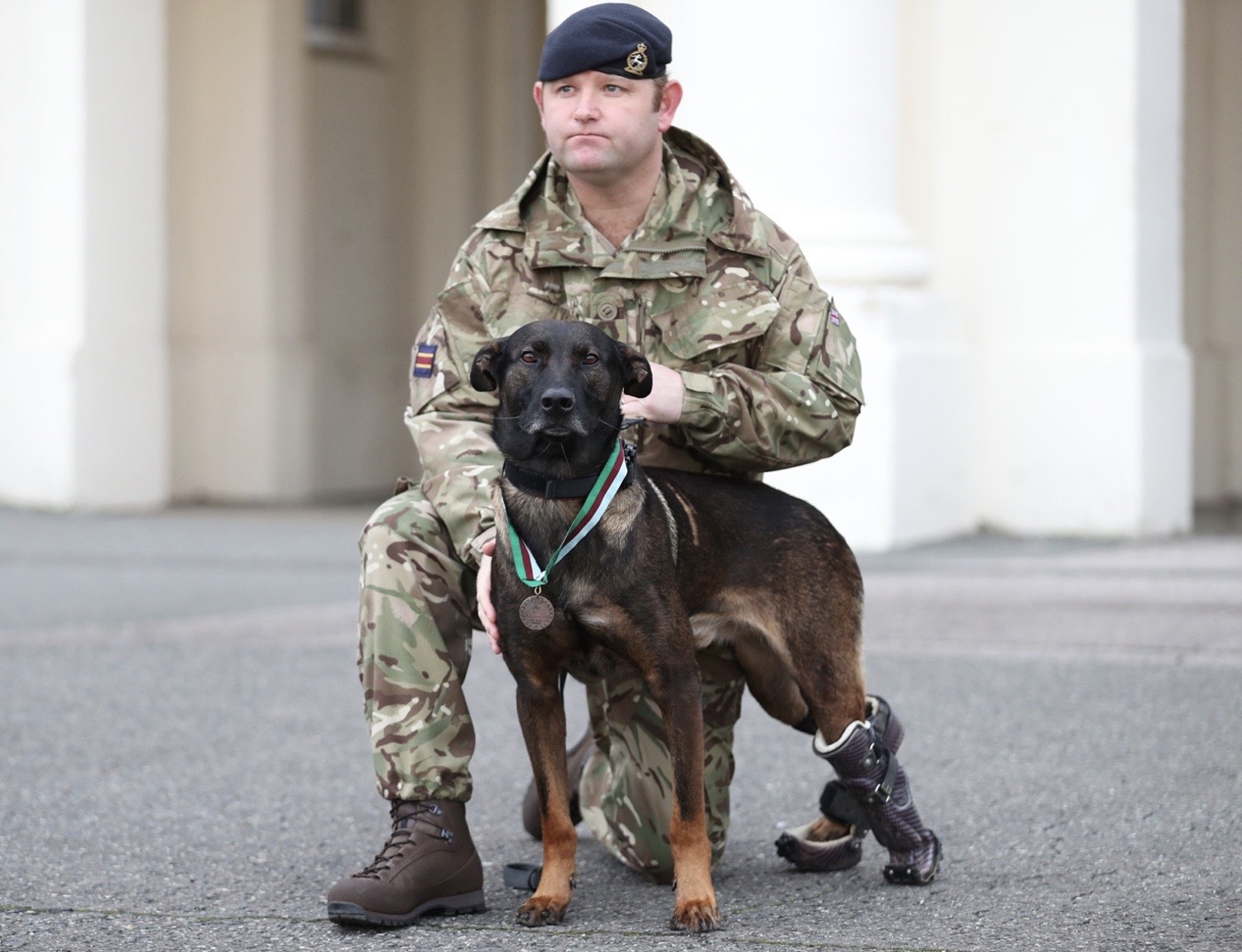 How have the roles of military animals within the British Army changed ...